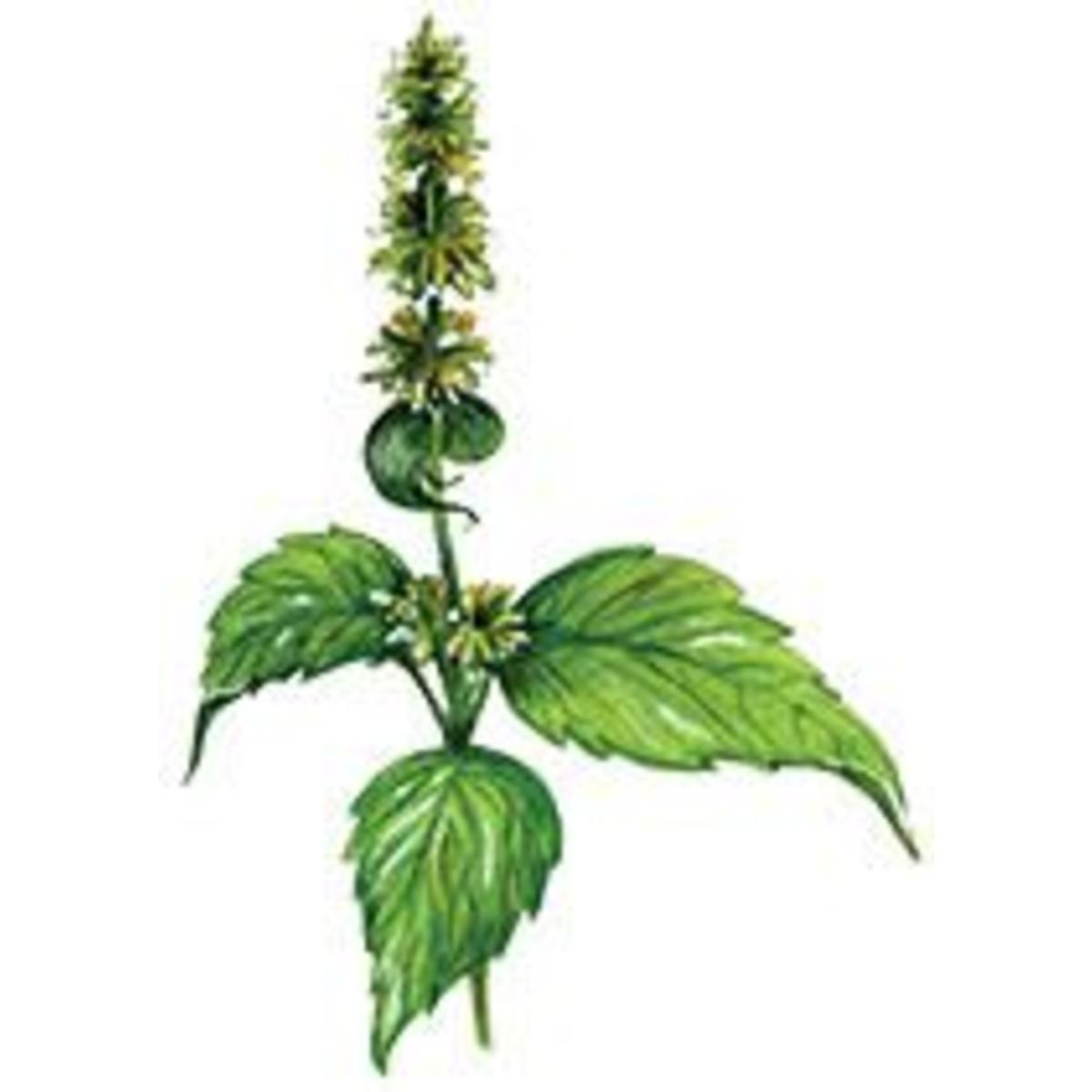 Купить Лофант тибетский, трава, пакет, БЕЛОВОДЬЕ, 25 г - Экоcтория ...